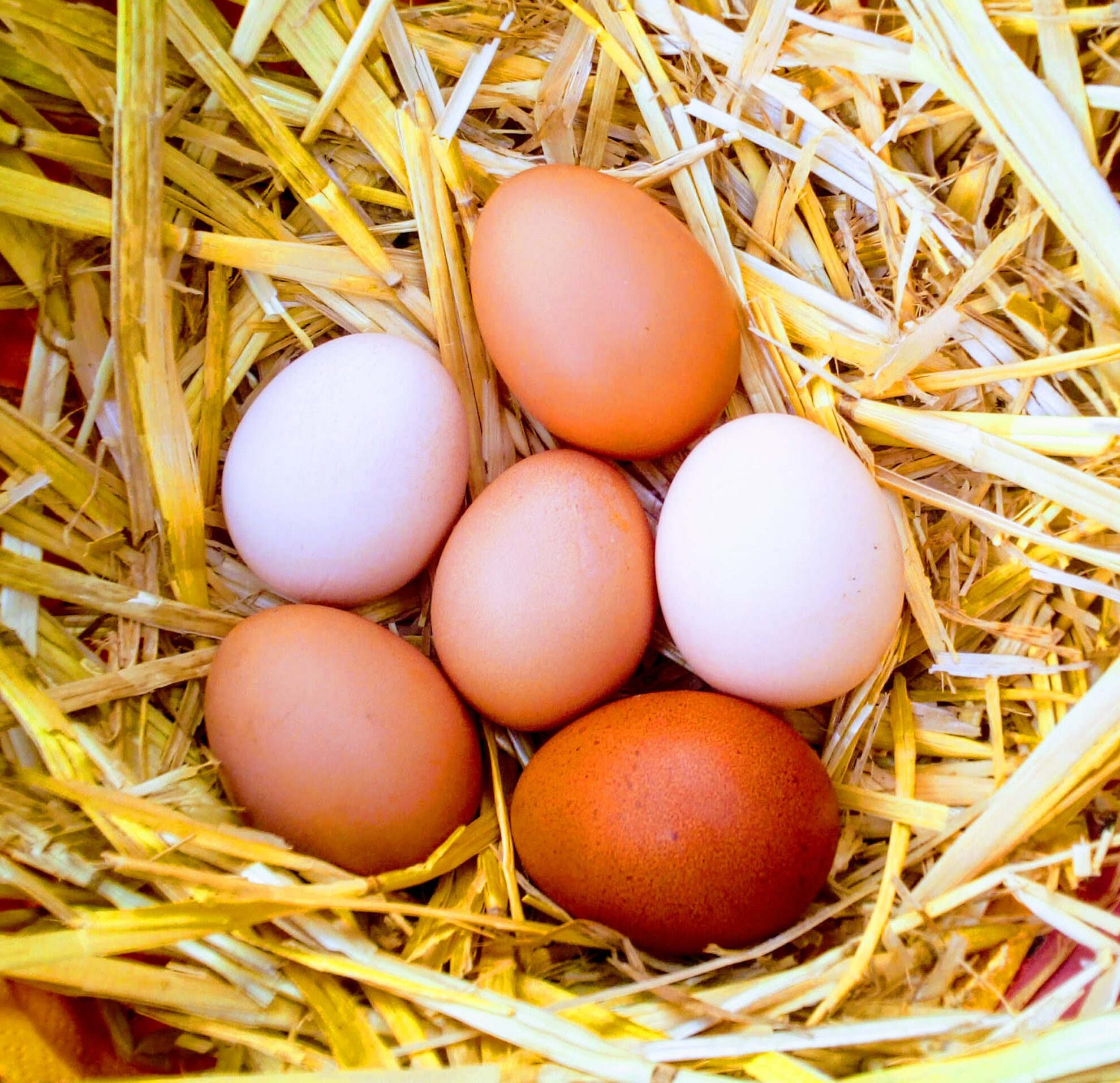 Produkte – Bio-Landwirt, Bio-Geflügel, Merzig – Saarland